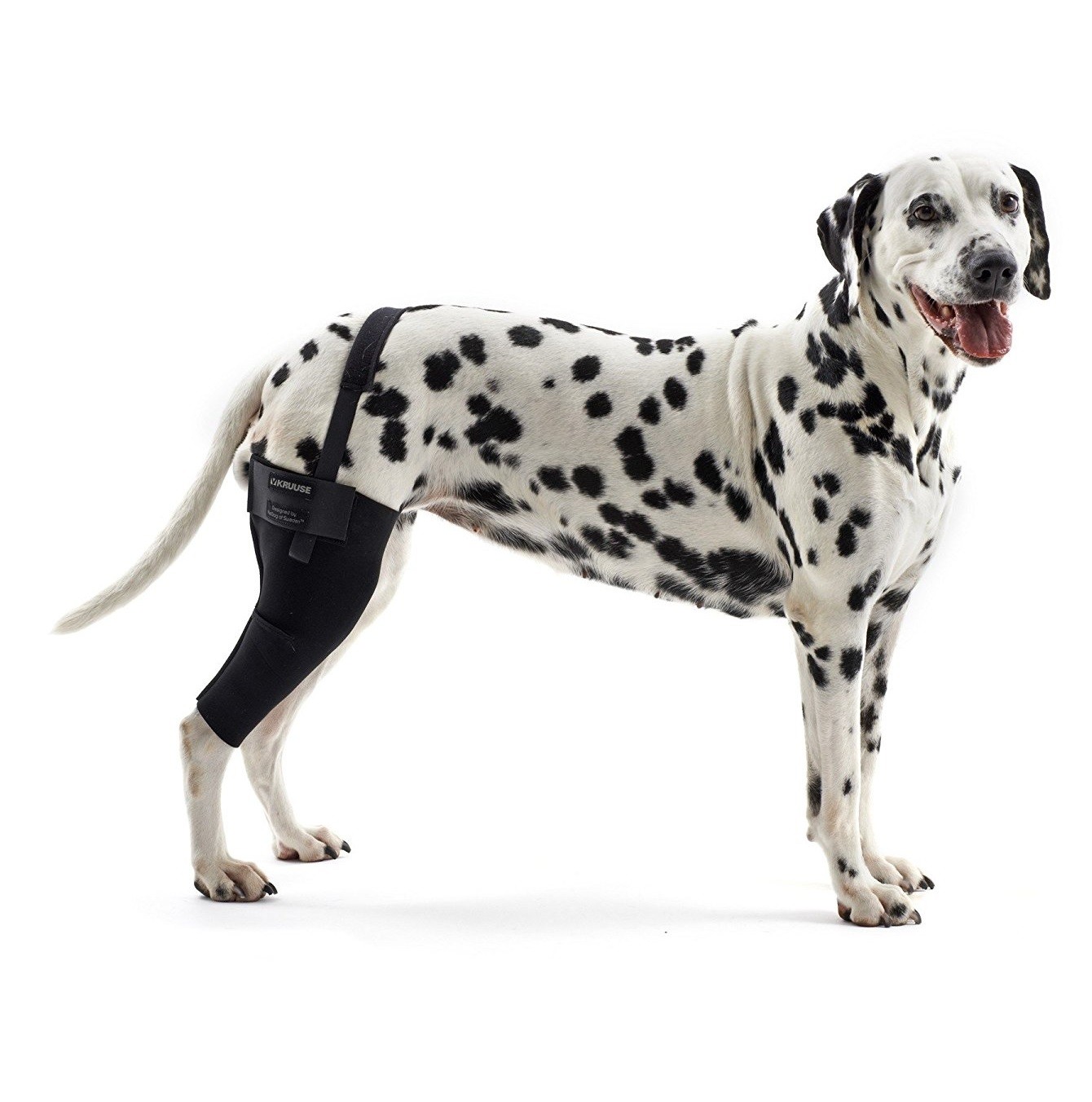 Como Se Llaman Las Rodillas De Los Perros