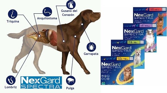 Tienda online de perros y gatos. Pienso para perros y pienso para gatos ...