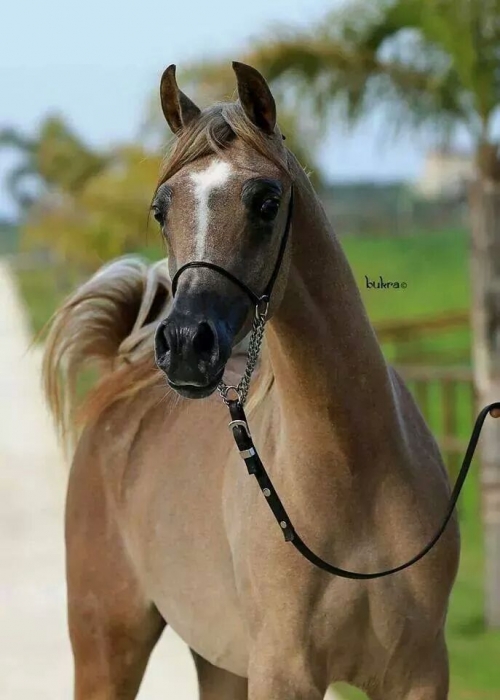 ANTIPARASITARIOS EN CABALLOS - MARCAS Y COMPOSICION