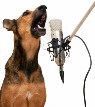 Perro. Tienda para perros. Comederos y bebederos para perros - Perrogato